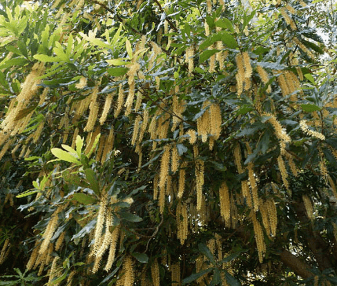 How to Propagate Macademia: Complete Propagation Guide | ForwardPlant