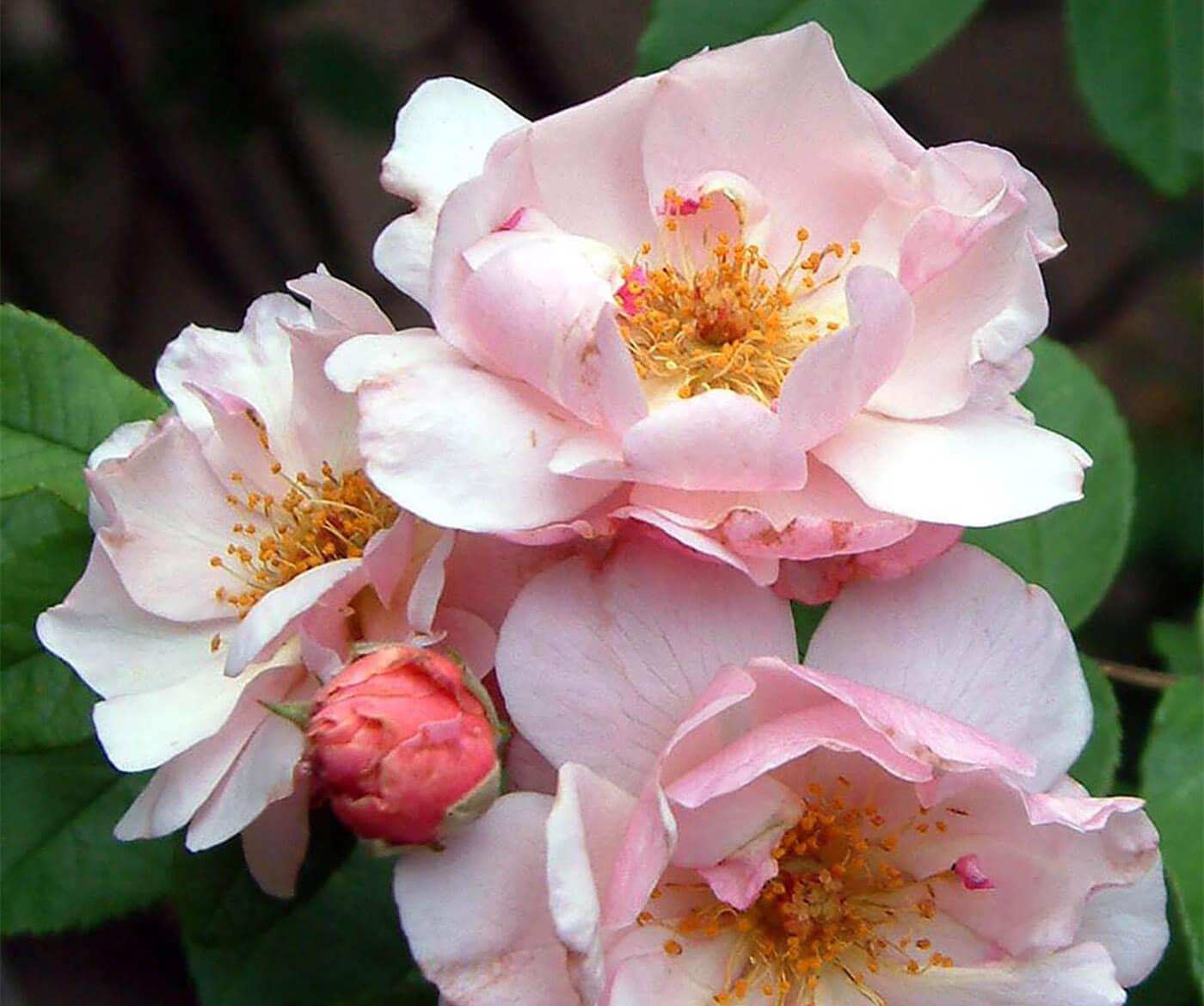 Alpine rose (Rosa abietina) Care Guide: Pests, Diseases, Watering ...