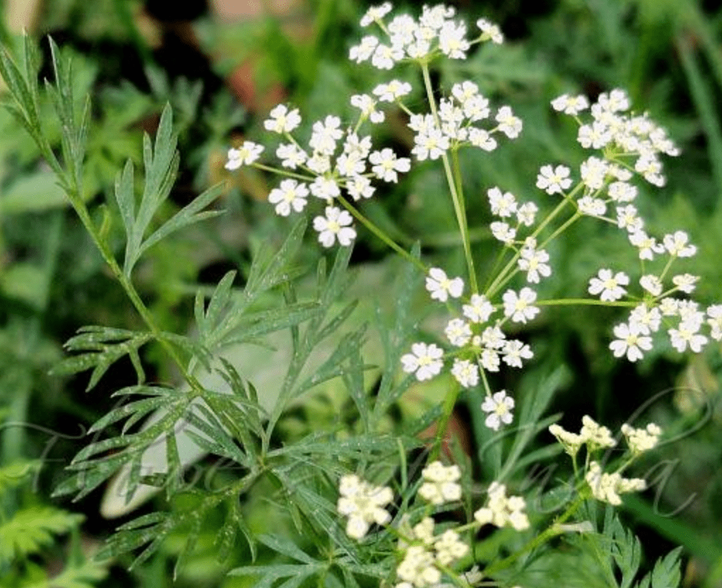 Annual caraway (Carum carvi) Care Guide: Pests, Diseases, Watering ...