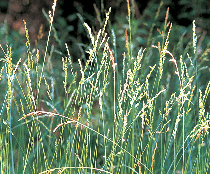 Tall Fescue (Lolium arundinaceum) Care Guide: Pests, Diseases, Watering ...