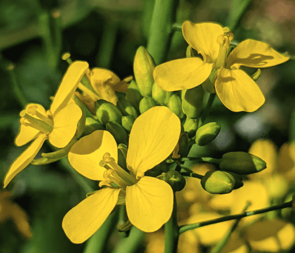 Optimal Soil for Growing Field mustard: What You Need to Know ...