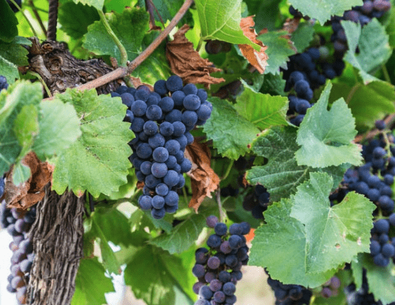 Fox grape (Vitis labrusca) Care Guide: Pests, Diseases, Watering ...