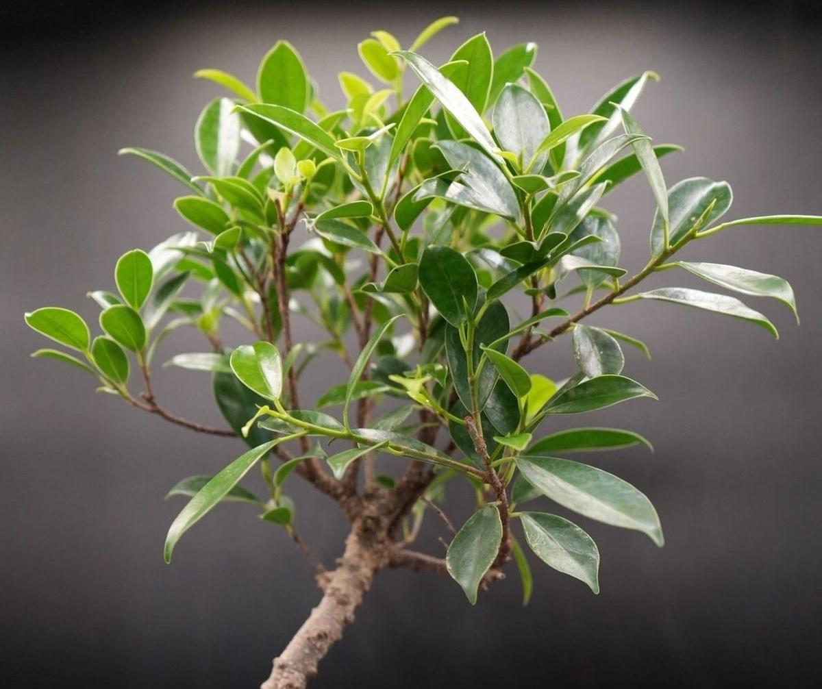 Ficus retusa (Ficus retusa) Care Guide: Pests, Diseases, Watering ...