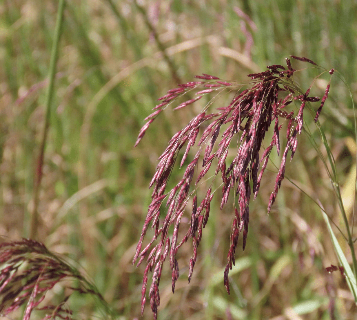 Purpletop tridens (Tridens flavus) Care Guide: Pests, Diseases ...