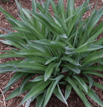 False aloe (Agave virginica) Care Guide: Pests, Diseases, Watering ...