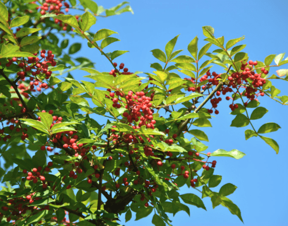 Chinese prickly ash (Zanthoxylum schinifolium) Care Guide: Pests ...