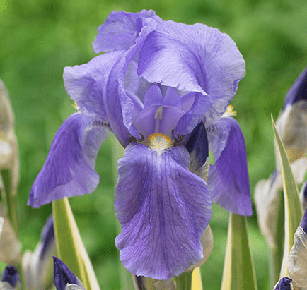 Sweet iris (Iris pallida) Care Guide: Pests, Diseases, Watering ...
