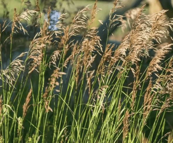How to identify Smooth brome (Bromus inermis) | PlantJoy