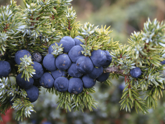 How to Propagate Common juniper: Complete Propagation Guide | ForwardPlant