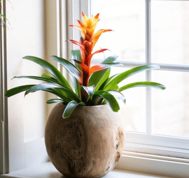 Canistropsis billbergioides (Canistropsis billbergioides) Care Guide ...