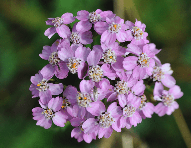 Tall yarrow (Achillea distans) Care Guide: Pests, Diseases, Watering ...