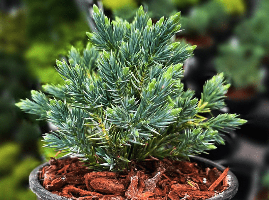 Flaky juniper (Juniperus squamata) Care Guide: Pests, Diseases ...