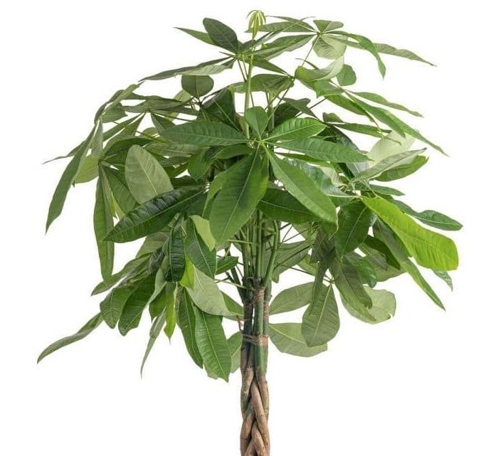 How Much Sunlight Do Money tree Need? Complete Guide | ForwardPlant