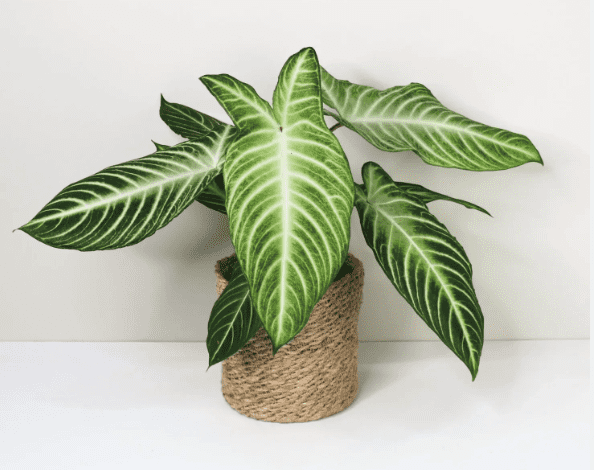 Feng Shui for Angel wings: Complete Guide | ForwardPlant