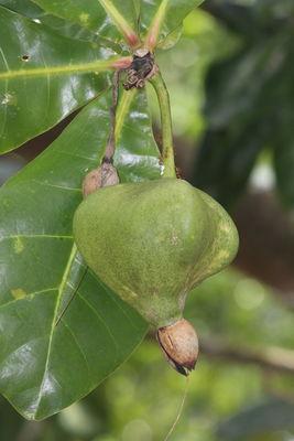 Sea poison tree (Barringtonia asiatica) Care Guide: Pests, Diseases ...