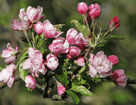 Chinese Crabapple (Malus spectabilis) Care Guide: Pests, Diseases ...