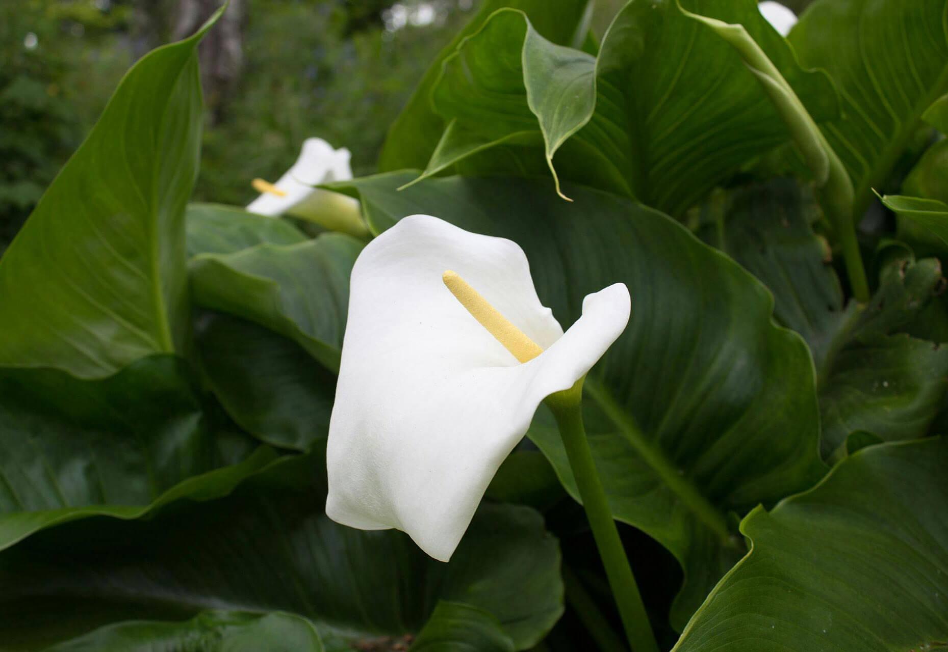 Optimal Soil for Growing Calla lily: What You Need to Know | ForwardPlant