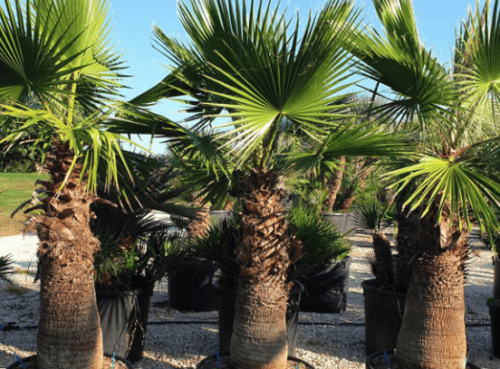 Mexican fan palm (Washingtonia robusta) Care Guide: Pests, Diseases ...