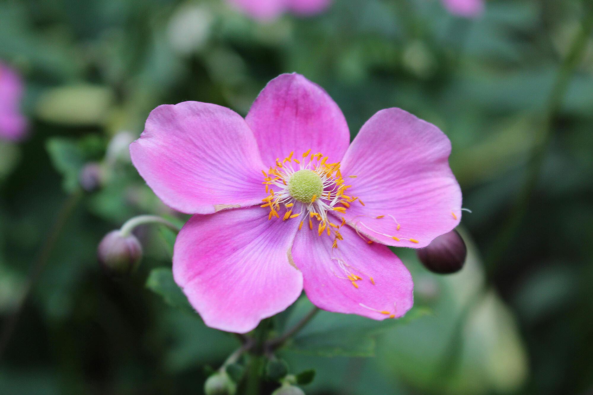 Alpine rose (Rosa pendulina) Care Guide: Pests, Diseases, Watering ...