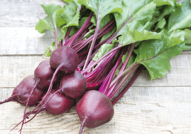 How to Propagate Beet: Complete Propagation Guide | ForwardPlant