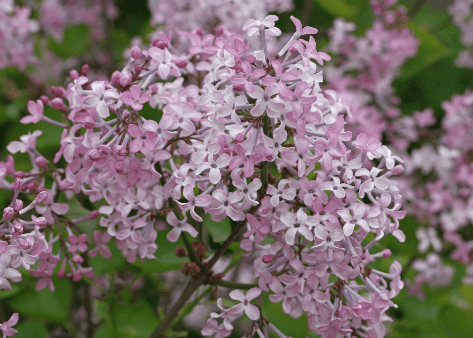 Juliana lilac (Syringa pubescens) Care Guide: Pests, Diseases, Watering ...