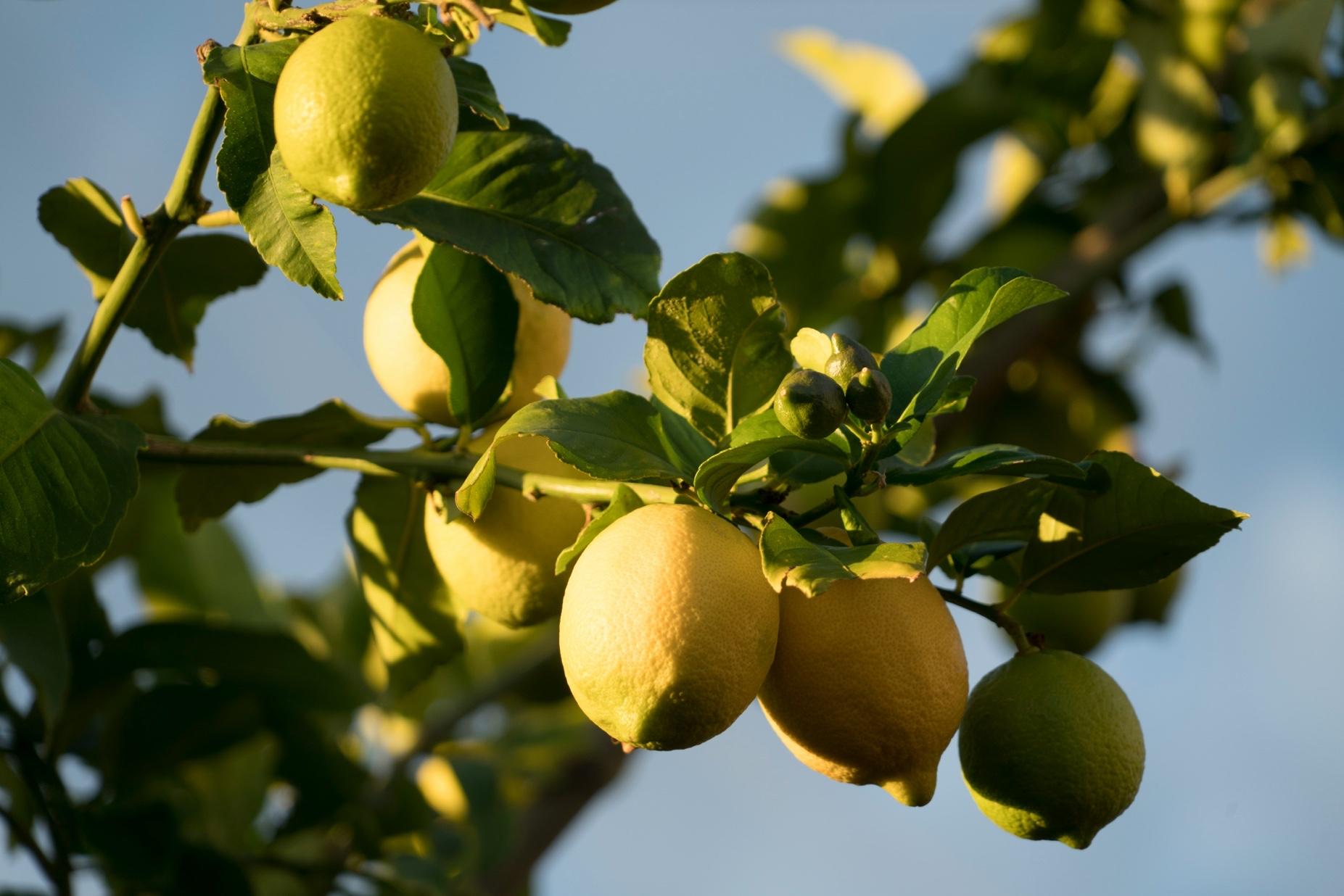 How Much Sunlight Do Lemon Need? Complete Guide | ForwardPlant