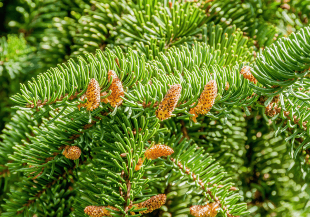 Caucasian fir (Abies nordmanniana) Care Guide: Pests, Diseases ...