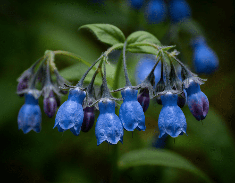 Tall bluebells (Mertensia paniculata) Care Guide: Pests, Diseases ...