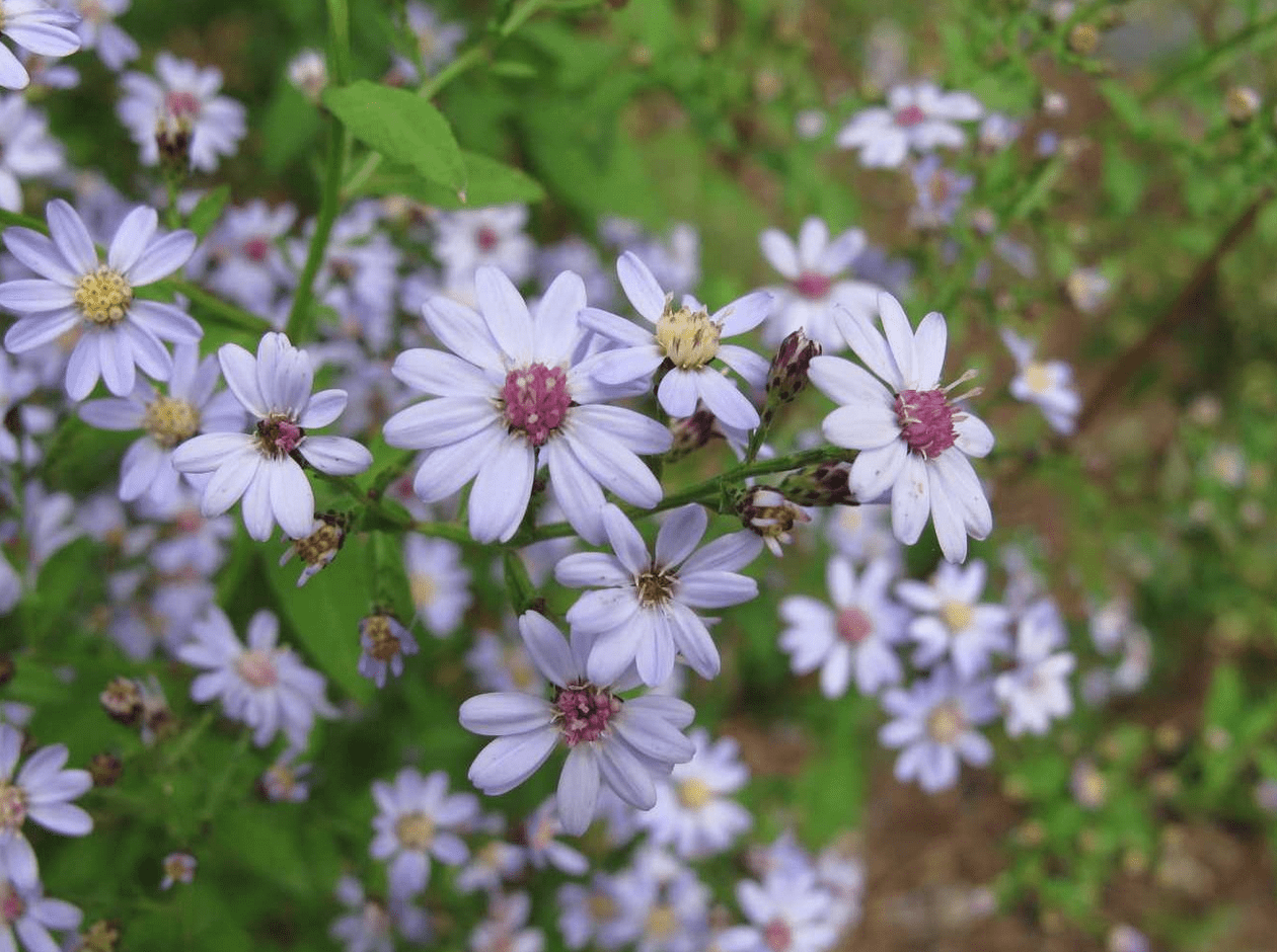 Common blue wood-aster (Symphyotrichum cordifolium) Care Guide: Pests ...