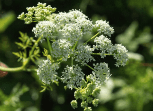 False rhubarb (Rheum rhaponticum) Care Guide: Pests, Diseases, Watering ...