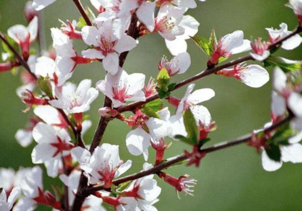 How Often Should You Water Your Nanking cherry? Complete Guide ...
