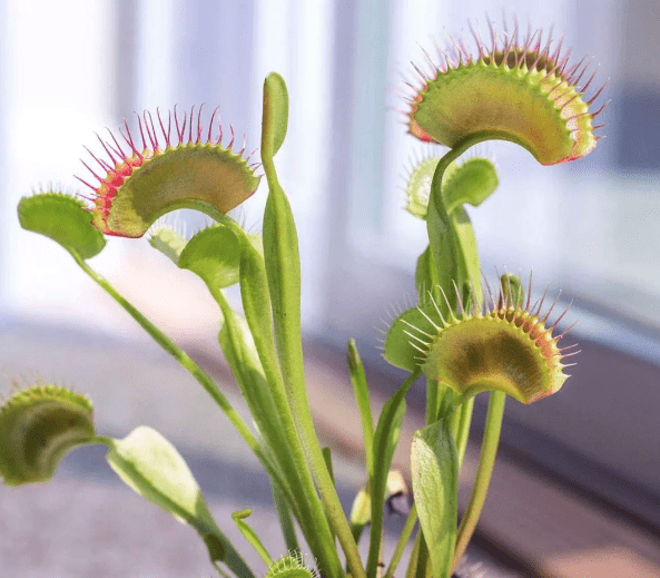 Venus flytrap (Dionaea muscipula) Care Guide: Pests, Diseases, Watering ...